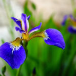 【ショウブとの見分け方】アヤメの花の育て方と植物の特徴をわかりやすく解説