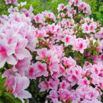 鮮やかなアザレアを咲かせる！育て方と植物の特徴をわかりやすく解説