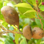 イスノキの育て方から虫こぶなど植物の特徴をわかりやすく解説