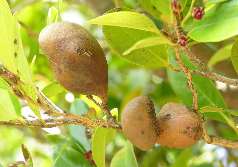 イスノキの育て方から虫こぶなど植物の特徴をわかりやすく解説