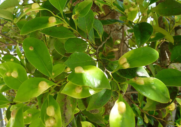 イスノキの育て方から虫こぶなど植物の特徴をわかりやすく解説