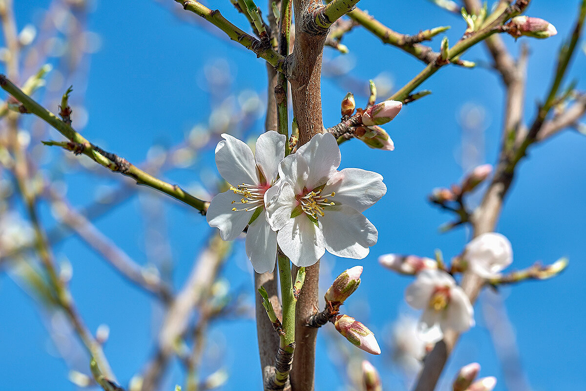 アーモンドの木の剪定や収穫など育て方と植物の特徴をわかりやすく解説