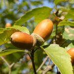 【どんぐりの木】コナラの育て方と植物の特徴をわかりやすく解説