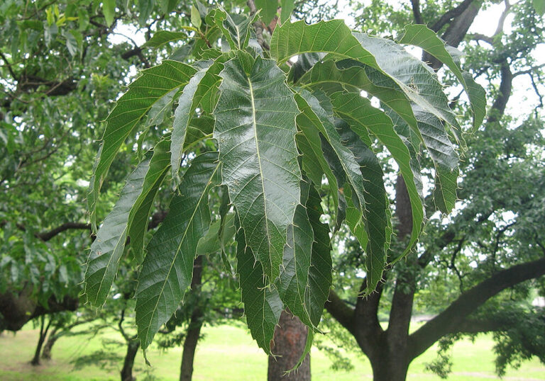 【どんぐりの木】クヌギの育て方と植物の特徴をわかりやすく解説