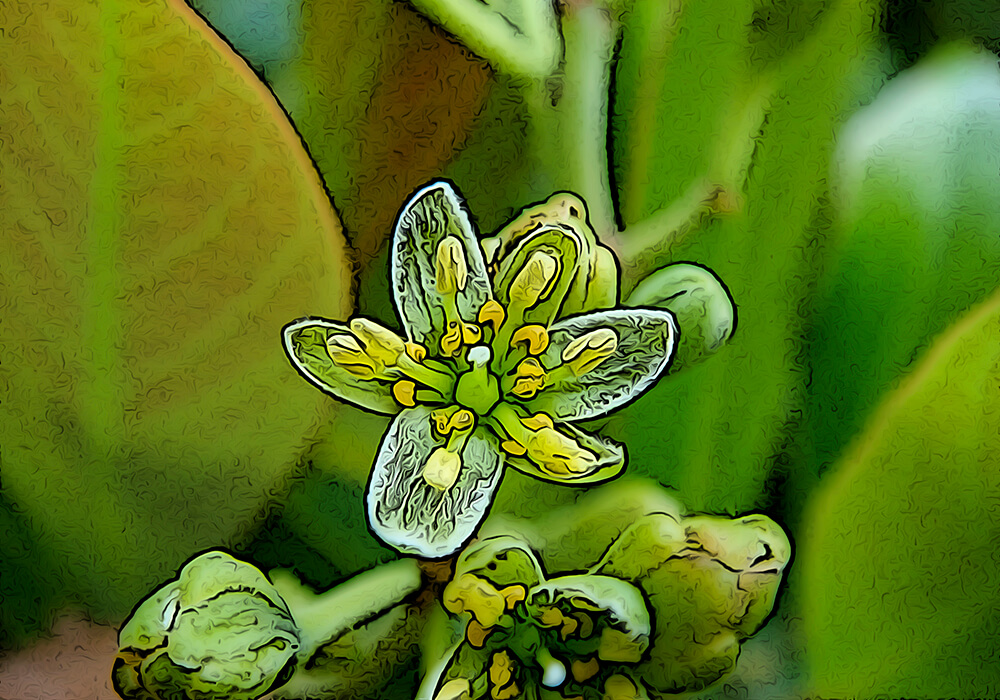 タブノキ（椨の木）の育て方と果実など植物の特徴をわかりやすく解説