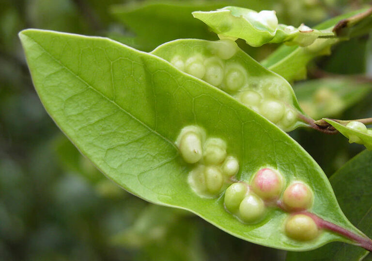 イスノキの育て方から虫こぶなど植物の特徴をわかりやすく解説