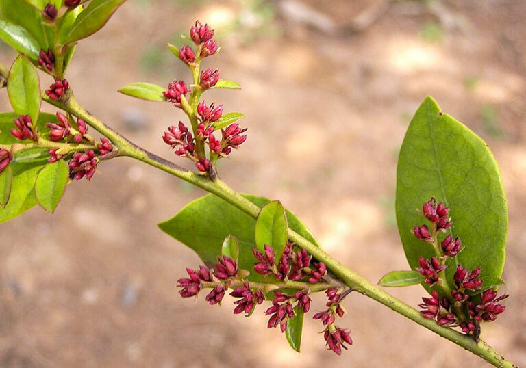イスノキの育て方から虫こぶなど植物の特徴をわかりやすく解説