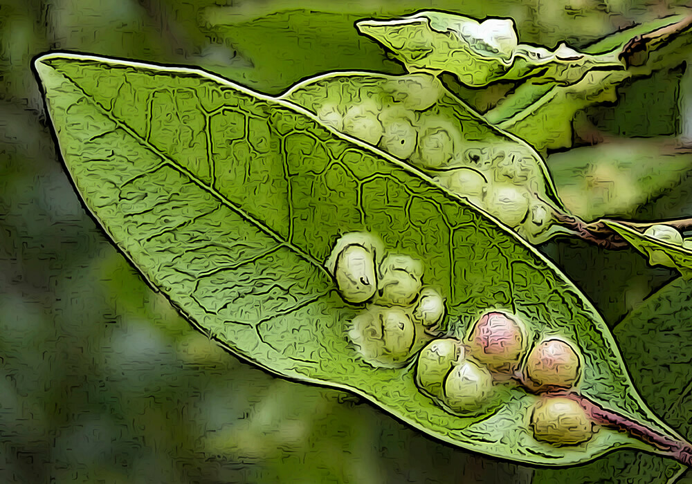 イスノキの育て方から虫こぶなど植物の特徴をわかりやすく解説