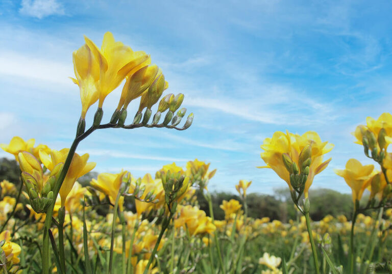 香りを楽しむフリージアの育て方と植物の特徴をわかりやすく解説