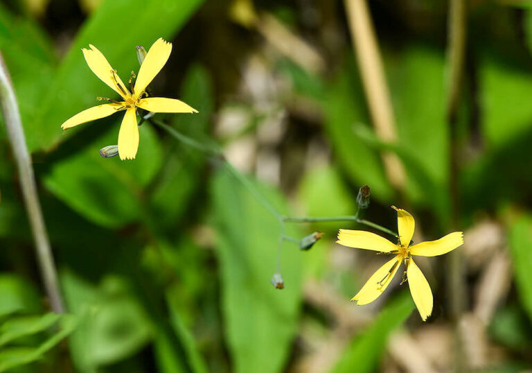 ニガナの育て方と似ている種類など植物の特徴をわかりやすく解説