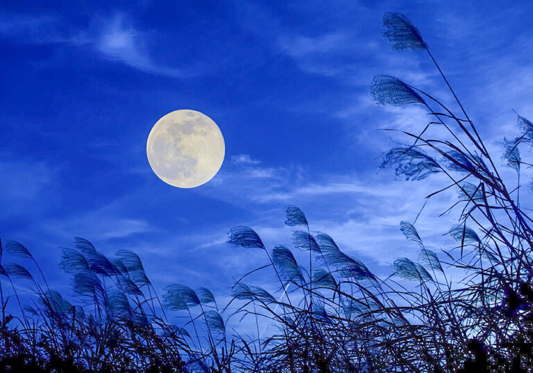 ススキ（薄）の育て方と花や葉など植物の特徴をわかりやすく解説