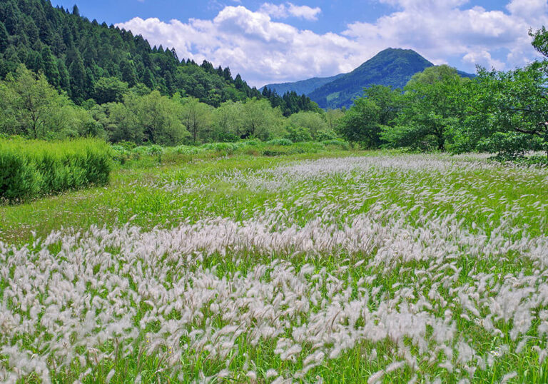 チガヤ（千萱）の育て方や除去方法など植物の特徴をわかりやすく解説