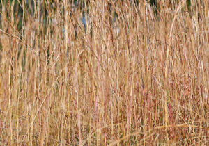 チガヤ（千萱）の育て方や除去方法など植物の特徴をわかりやすく解説