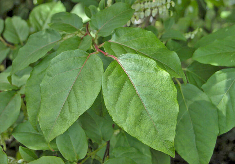 ネジキ（捩木）の育て方と捻れた幹など植物の特徴をわかりやすく解説