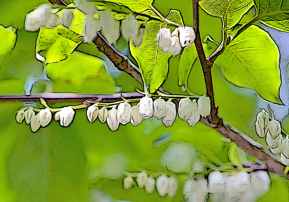 ネジキ（捩木）の育て方と捻れた幹など植物の特徴をわかりやすく解説