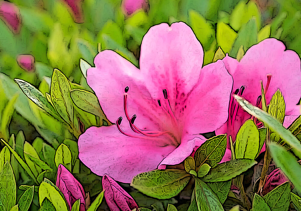 サツキの花を楽しむ育て方と植物の特徴をわかりやすく解説