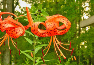 オニユリを球根やムカゴから育てる方法と植物の特徴をわかりやすく解説