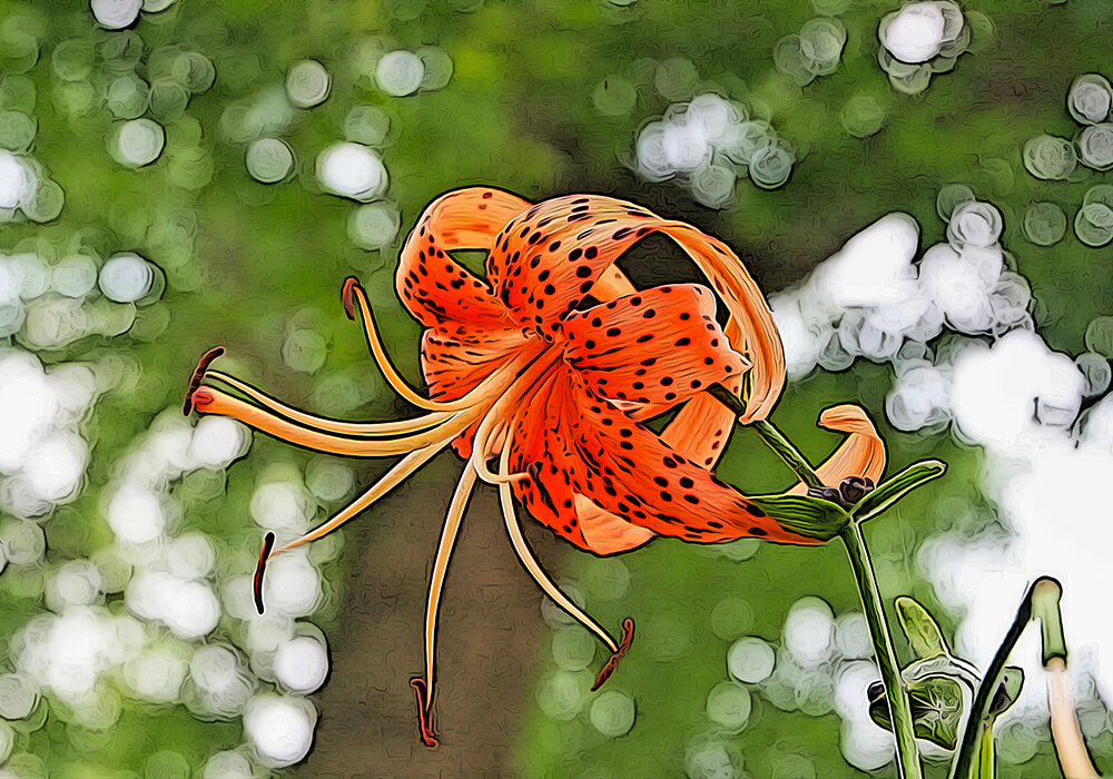 オニユリを球根やムカゴから育てる方法と植物の特徴をわかりやすく解説