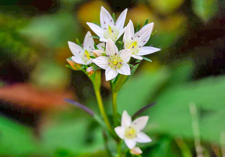 【センブリ茶】センブリの育て方と植物の特徴をわかりやすく解説