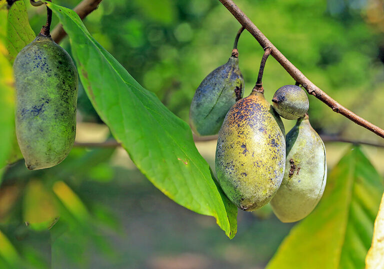 【幻のフルーツ】ポポーの育て方と植物の特徴をわかりやすく解説