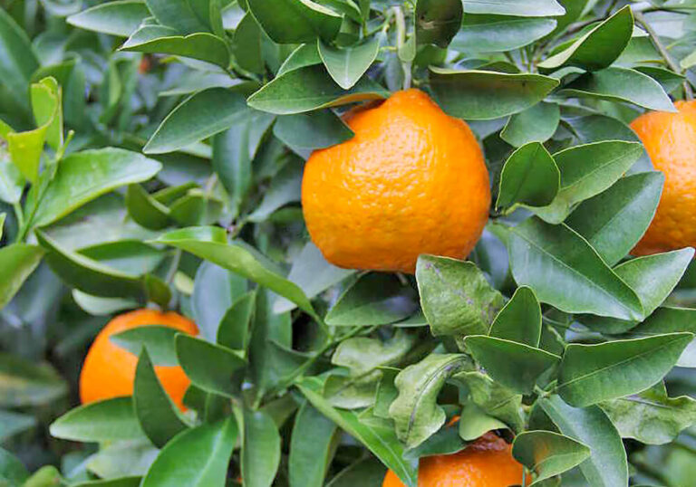 ポンカンを収穫する育て方と植物の特徴をわかりやすく解説